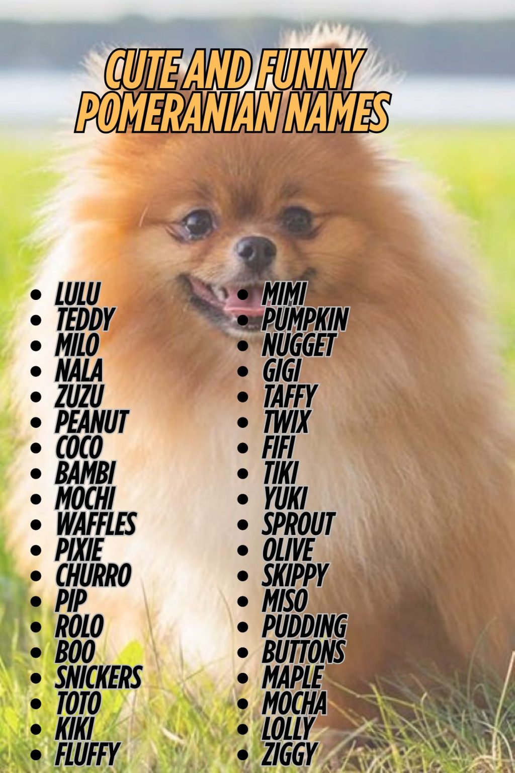 1200+ Cute and Funny Pomeranian Names [Meaningful Ideas] 2025