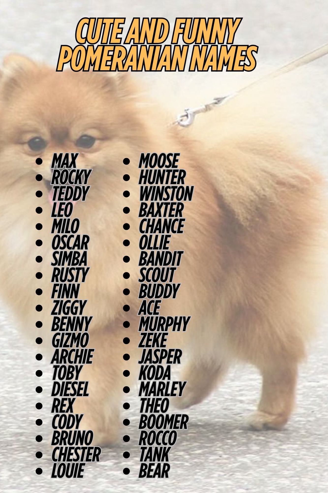 1200+ Cute and Funny Pomeranian Names [Meaningful Ideas] 2025