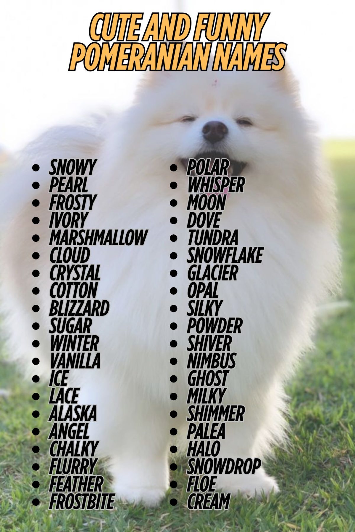 1200+ Cute and Funny Pomeranian Names [Meaningful Ideas] 2025