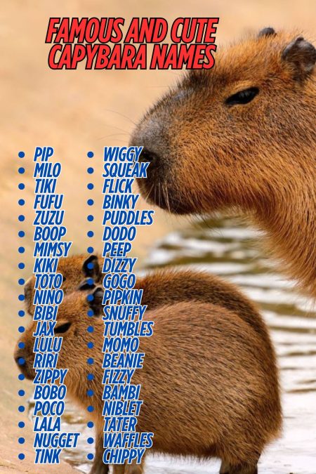 1400+ Famous and Cute Capybara Names Best Ideas 2025