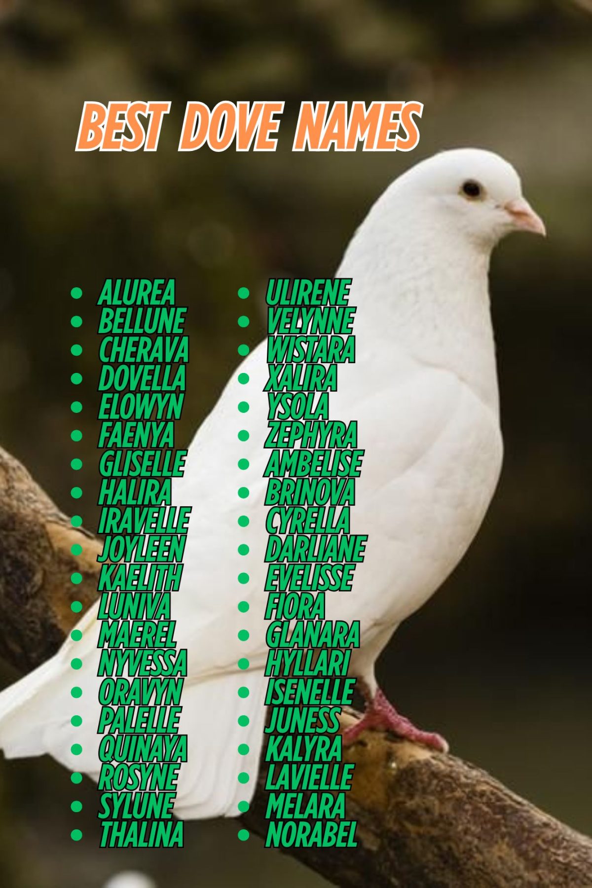 1000+ Best Dove Names That Are Cute, Cool, and Unique 2025
