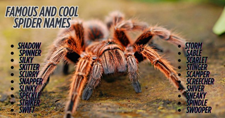 1200+ Famous and Cool Spider Names [Meaningful Ideas] 2025 - Names Kick