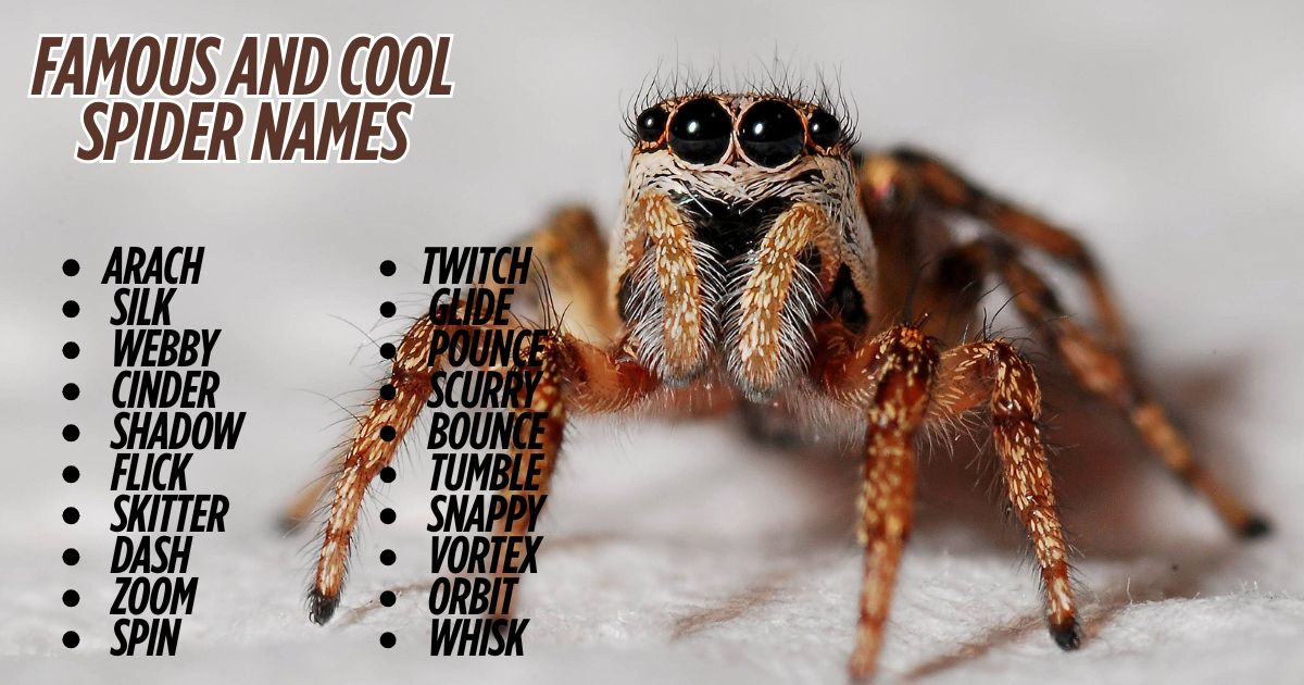 1200+ Famous and Cool Spider Names [Meaningful Ideas] 2025 - Names Kick