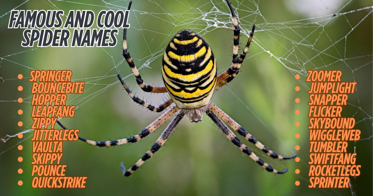 1200+ Famous and Cool Spider Names [Meaningful Ideas] 2025 - Names Kick