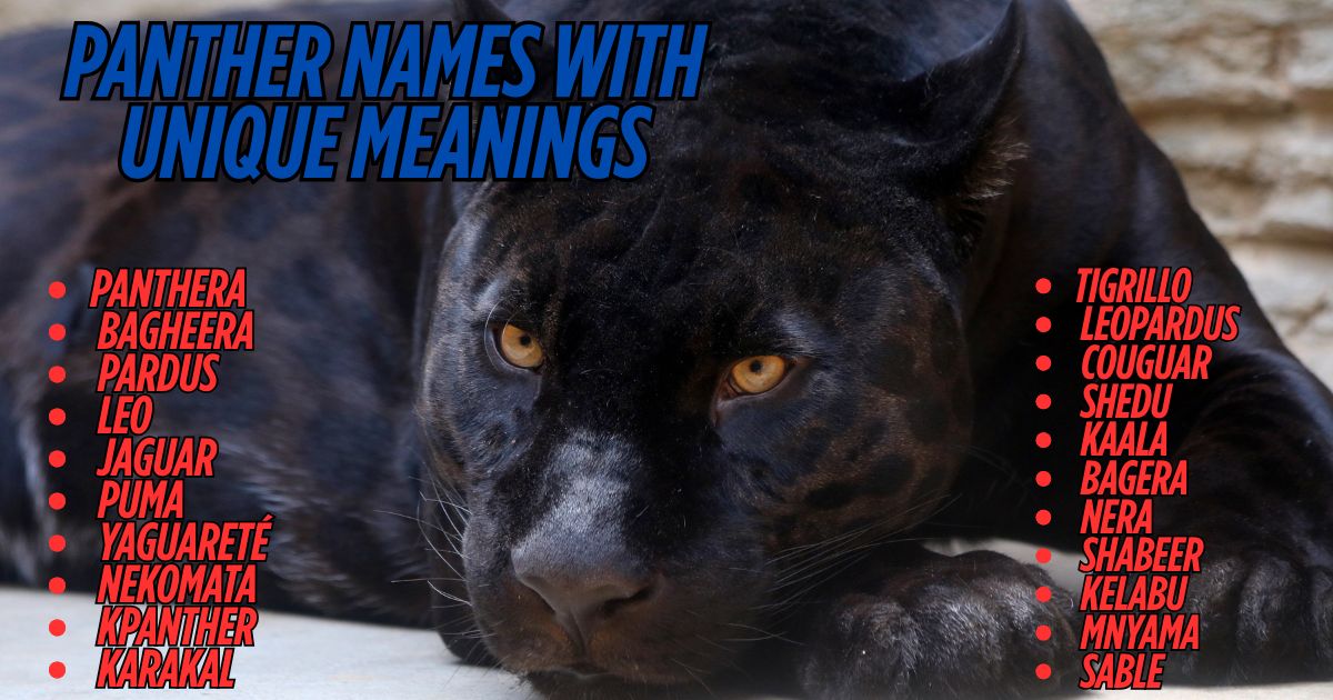 1300+ Top Panther Names with Unique Meanings 2025