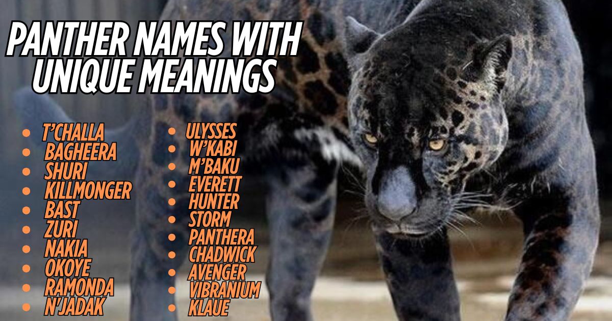 1300+ Top Panther Names with Unique Meanings 2025
